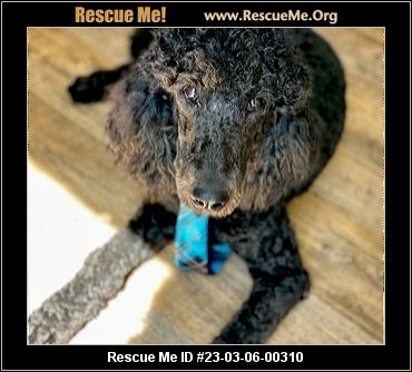 - Pennsylvania Poodle Rescue - ADOPTIONS - Rescue Me!