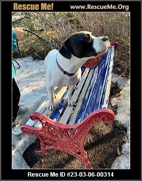 - Alaska Dog Rescue - ADOPTIONS - Rescue Me!