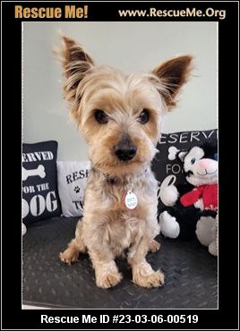 - Florida Yorkie Rescue - ADOPTIONS - Rescue Me!