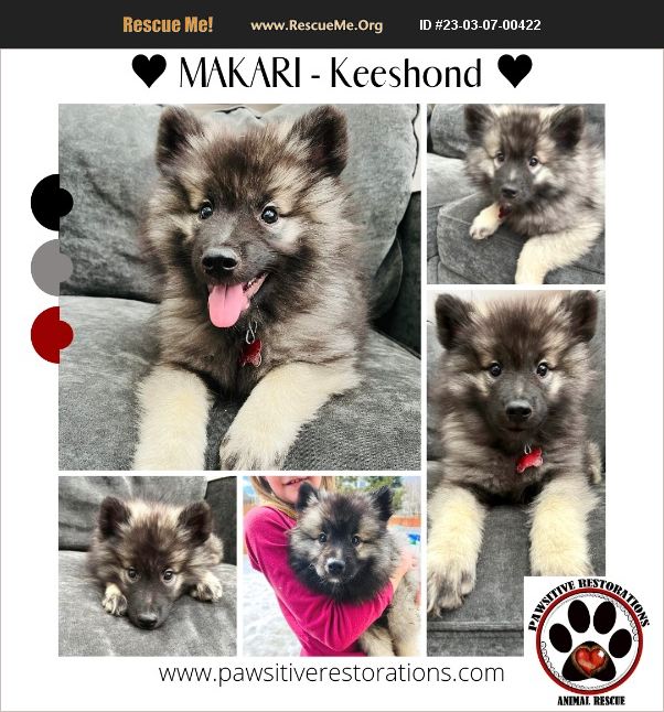ADOPT 23030700422 ~ Keeshond Rescue ~ Aurora, CO