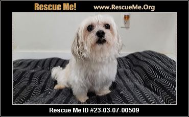 - Florida Maltese Rescue - ADOPTIONS - Rescue Me!