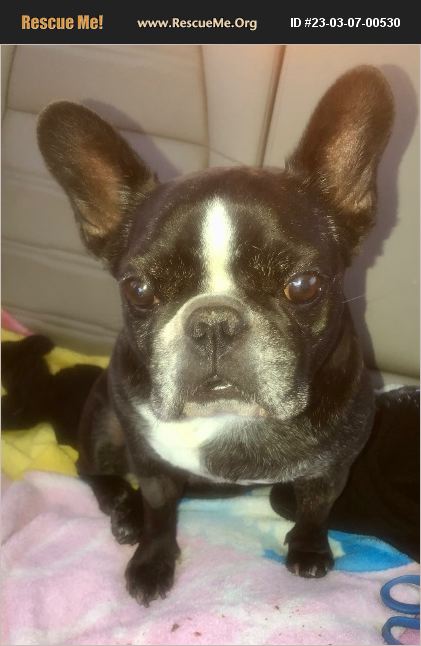 ADOPT 23030700530 ~ French Bulldog Rescue ~ Boca Raton, FL