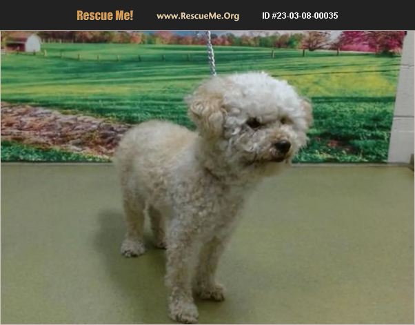 ADOPT 23030800035 ~ Poodle Rescue ~ Moreno Valley, CA