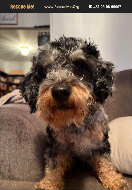 ADOPT 23030800057 ~ Cockapoo Rescue ~ Baltimore, MD