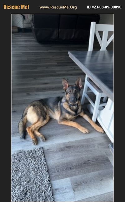 ADOPT 23030900098 ~ German Shepherd Rescue ~ Fort Wayne, IN