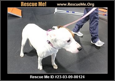 - Wisconsin Corgi Rescue - ADOPTIONS - Rescue Me!