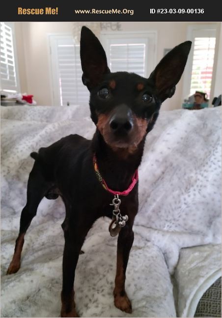 ADOPT 23030900136 ~ Miniature Pinscher Rescue ~ Oceanside, CA
