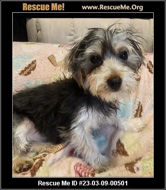 - Colorado Yorkie Rescue - ADOPTIONS - Rescue Me!