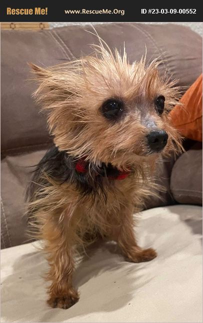 ADOPT 23030900552 ~ Yorkie Rescue ~ Killeen, TX