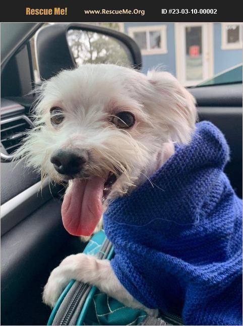 ADOPT 23031000002 ~ Maltese Rescue ~ Killeen, TX