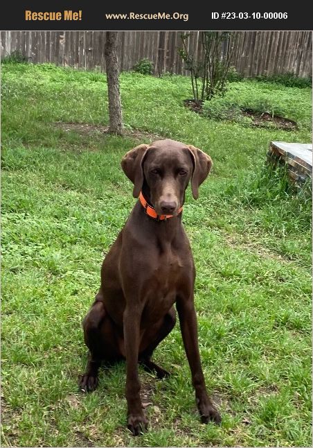 ADOPT 23031000006 ~ German Shorthaired Pointer Rescue ~ Perris, CA
