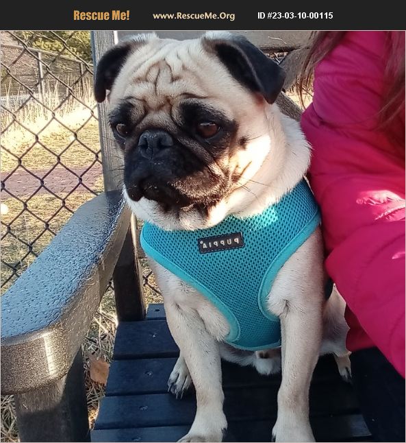 ADOPT 23031000115 ~ Pug Rescue ~ Gobles, MI