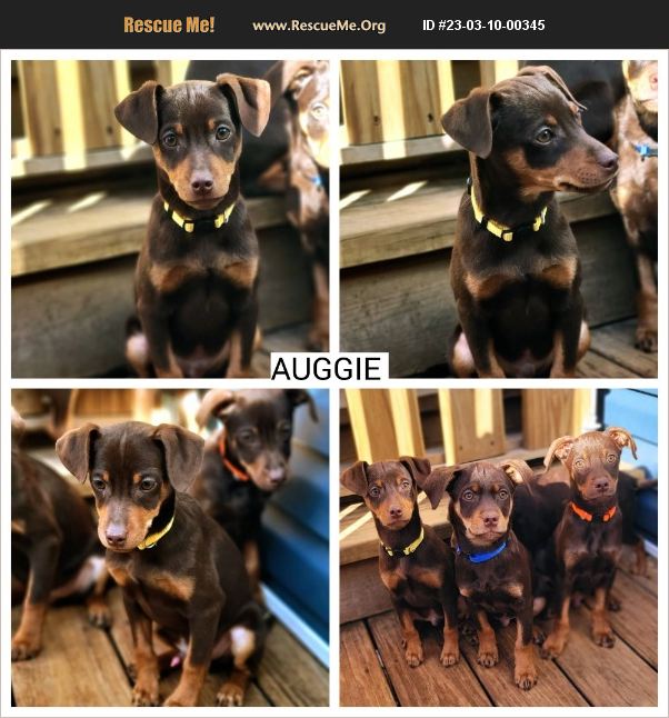 ADOPT 23031000345 ~ Miniature Pinscher Rescue ~ Chicago, IL