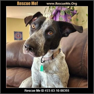 - Colorado Lab Rescue - ADOPTIONS - Rescue Me!