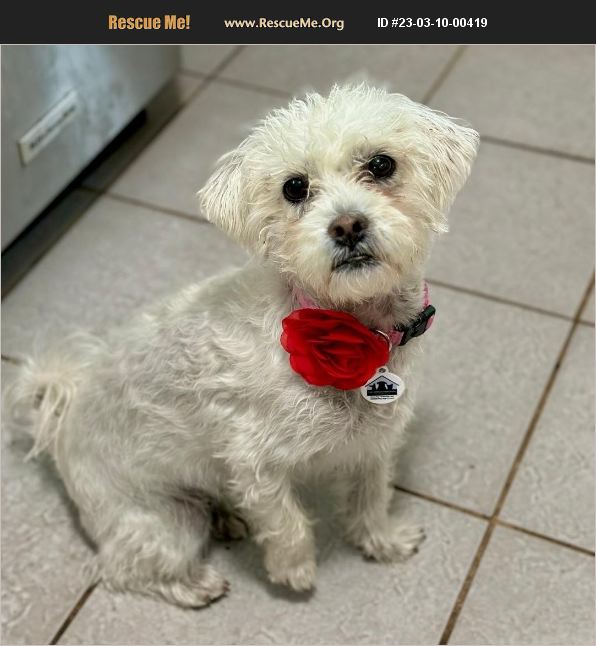 ADOPT 23031000419 ~ Maltese Rescue ~ Los Angeles, CA
