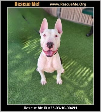 - Arizona Bull Terrier Rescue - ADOPTIONS - Rescue Me!