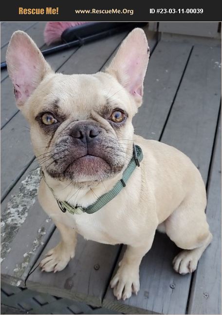 ADOPT 23031100039 ~ French Bulldog Rescue ~ Orlando, FL
