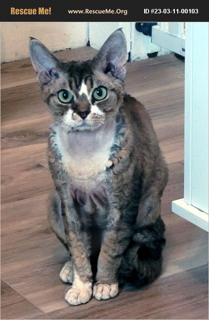 ADOPT 23031100103 ~ Devon Rex Rescue ~ Kenosha County, WI