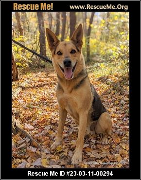 - Virginia German Shepherd Rescue - ADOPTIONS - Rescue Me!