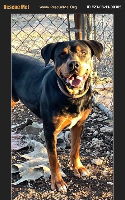ADOPT 23031100385 ~ Rottweiler Rescue ~ Junction, TX