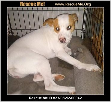 - Texas Jack Russell Rescue - ADOPTIONS - Rescue Me!