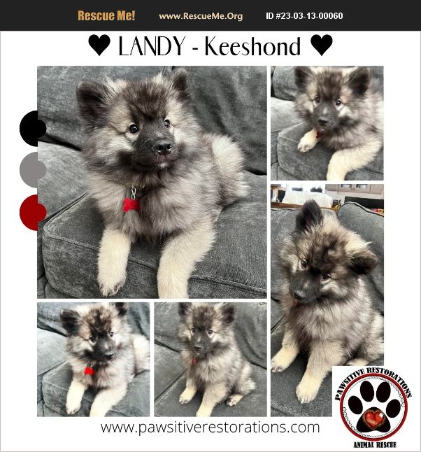 ADOPT 23031300060 ~ Keeshond Rescue ~ Aurora, CO