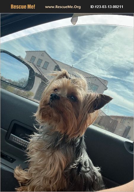 ADOPT 23031300211 ~ Yorkie Rescue ~ Buckeye, AZ