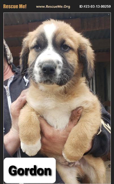 ADOPT 23031300259 ~ Saint Bernard Rescue ~ Tacoma, WA