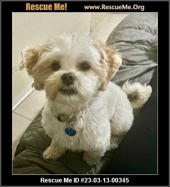 - Florida Maltese Rescue - ADOPTIONS - Rescue Me!