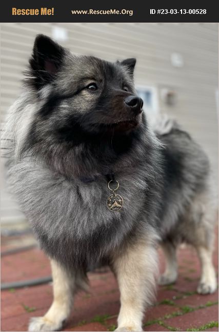 ADOPT 23031300528 ~ Keeshond Rescue ~ Westfield, IN