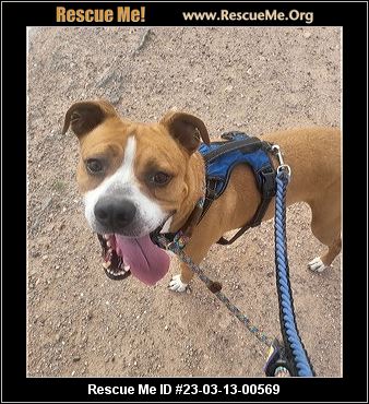 - Arizona Boxer Rescue - ADOPTIONS - Rescue Me!