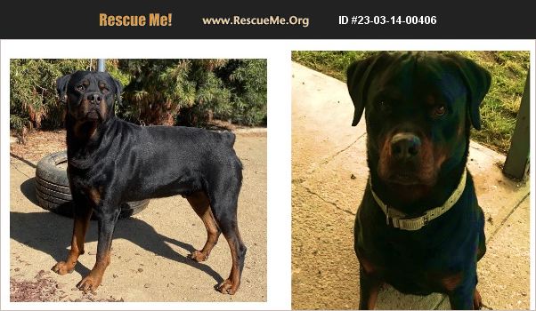 ADOPT 23031400406 ~ Rottweiler Rescue ~ OXNARD, CA