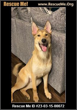 - Indiana German Shepherd Rescue - ADOPTIONS - Rescue Me!