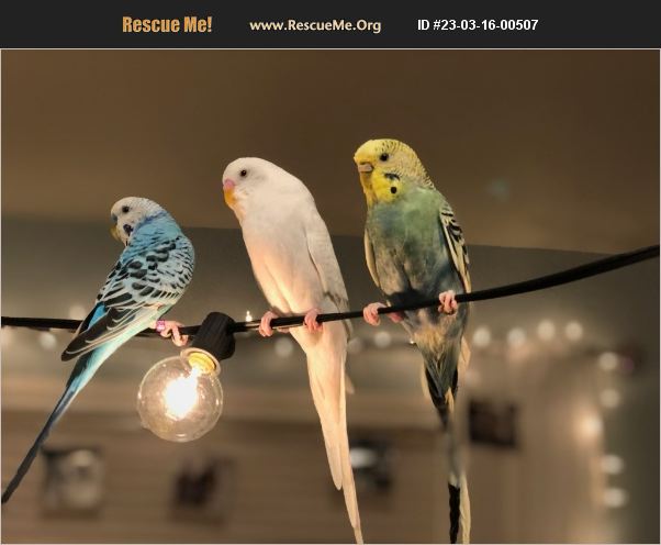 ADOPT 23031600507 ~ Pet Bird Rescue ~ SNOHOMISH, WA