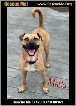 - Florida Black Mouth Cur Rescue - ADOPTIONS - Rescue Me!