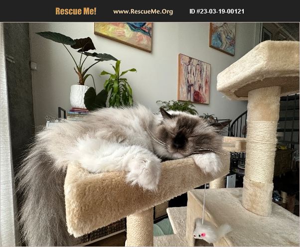 ADOPT 23031900121 ~ Ragdoll Rescue ~ Oakland, CA