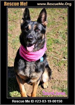 - Pennsylvania German Shepherd Rescue - ADOPTIONS - Rescue Me!