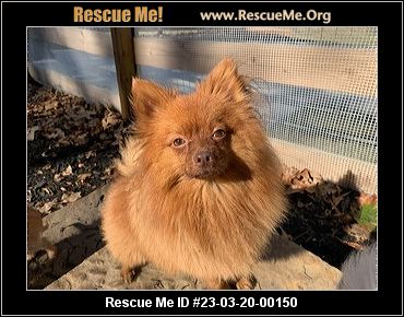 - Georgia Pomeranian Rescue - ADOPTIONS - Rescue Me!