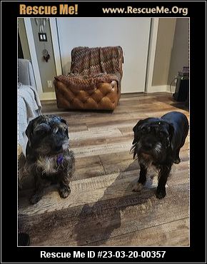 - Florida Schnauzer Rescue - ADOPTIONS - Rescue Me!