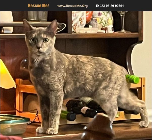 ADOPT 23032000391 ~ Manx Rescue ~ New Port Richey, FL