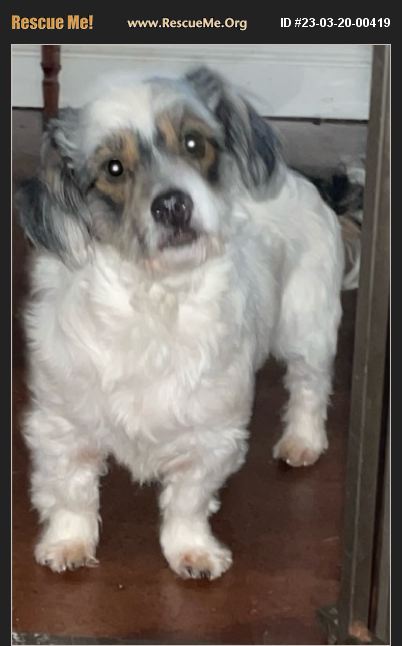 ADOPT 23032000419 ~ Havanese Rescue ~ San Diego, CA
