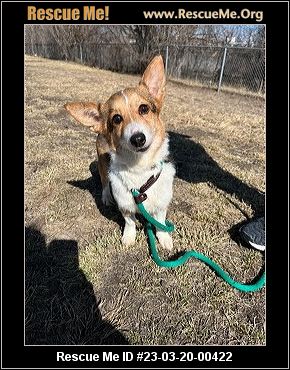 - Colorado Corgi Rescue - ADOPTIONS - Rescue Me!