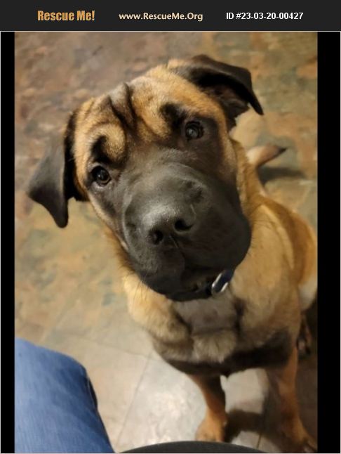 ADOPT 23032000427 ~ Mastiff Rescue ~ Randolph, WI