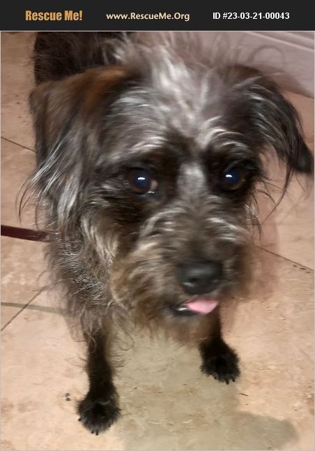 ADOPT 23032100043 ~ Schnauzer Rescue ~ Boca Raton, FL