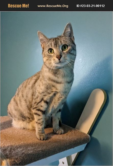 ADOPT 23032100112 ~ Egyptian Mau Rescue ~ Columbia, MO