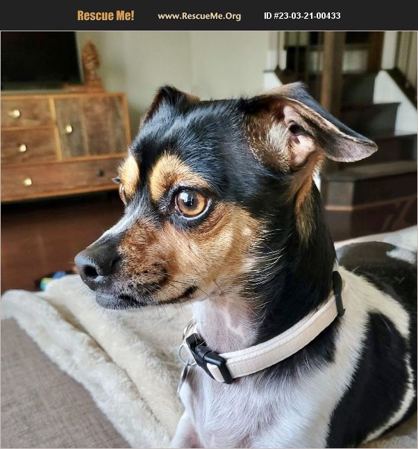 ADOPT 23032100433 ~ Rat Terrier Rescue ~ Alexandria, GA