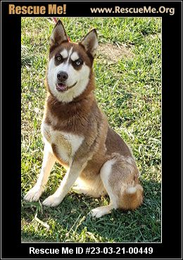 - Virginia Siberian Husky Rescue - ADOPTIONS - Rescue Me!