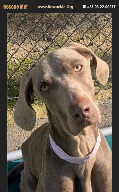ADOPT 23032200277 ~ Weimaraner Rescue ~ Perris, CA