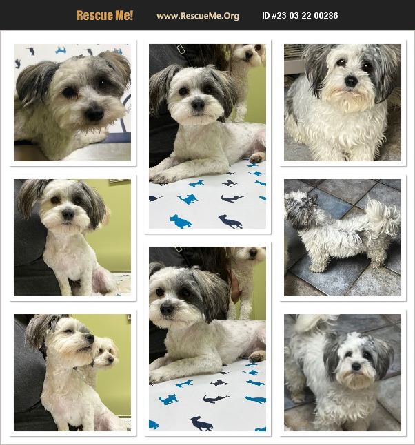 ADOPT 23032200286 ~ Maltese Rescue ~ HESPERIA, CA