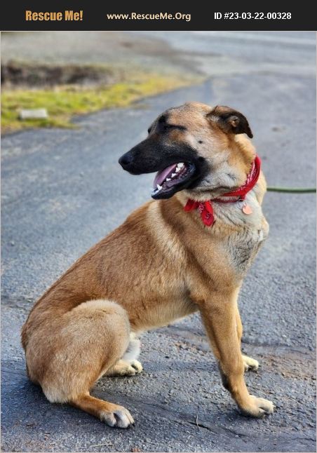 ADOPT 23032200328 ~ German Pinscher Rescue ~ Grants Pass, OR